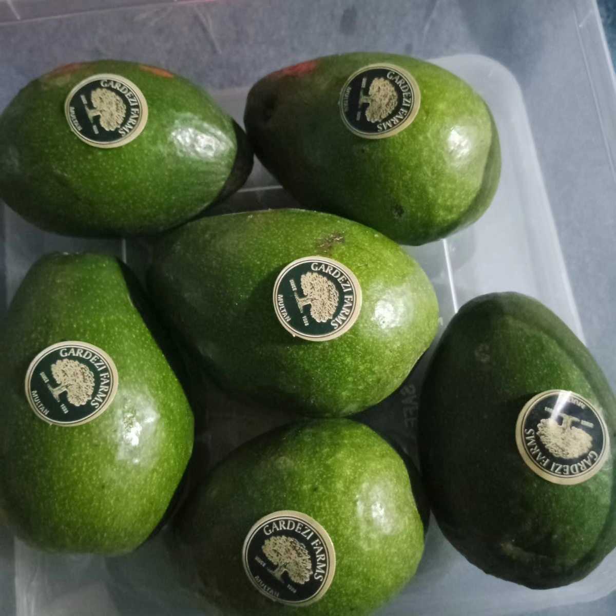Buy Avocado - Online in Pakistan | Gardezi Farms – Gardezi Farms
